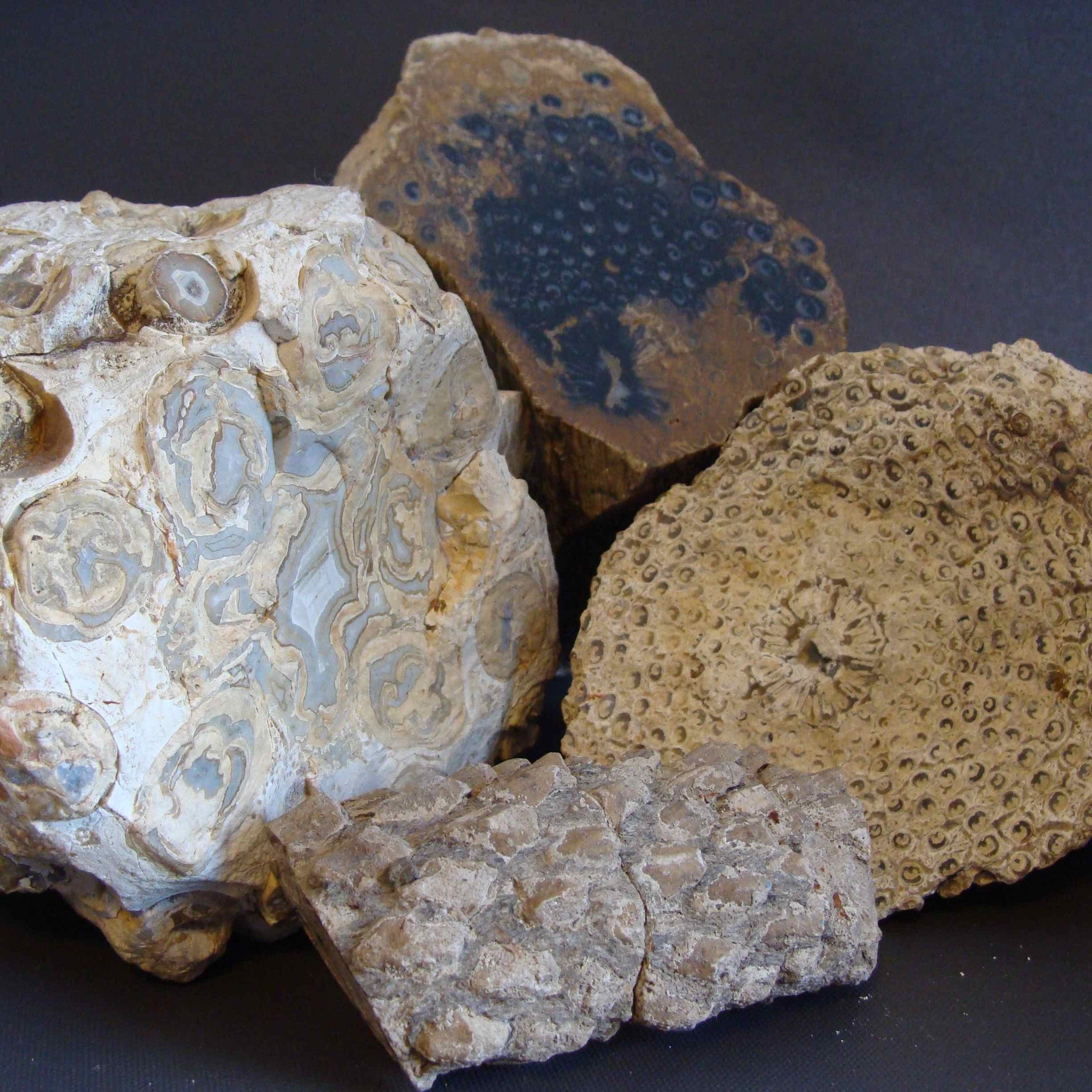 fossil wood, fern, opal from Tasmania and Australia and worldwide ...
