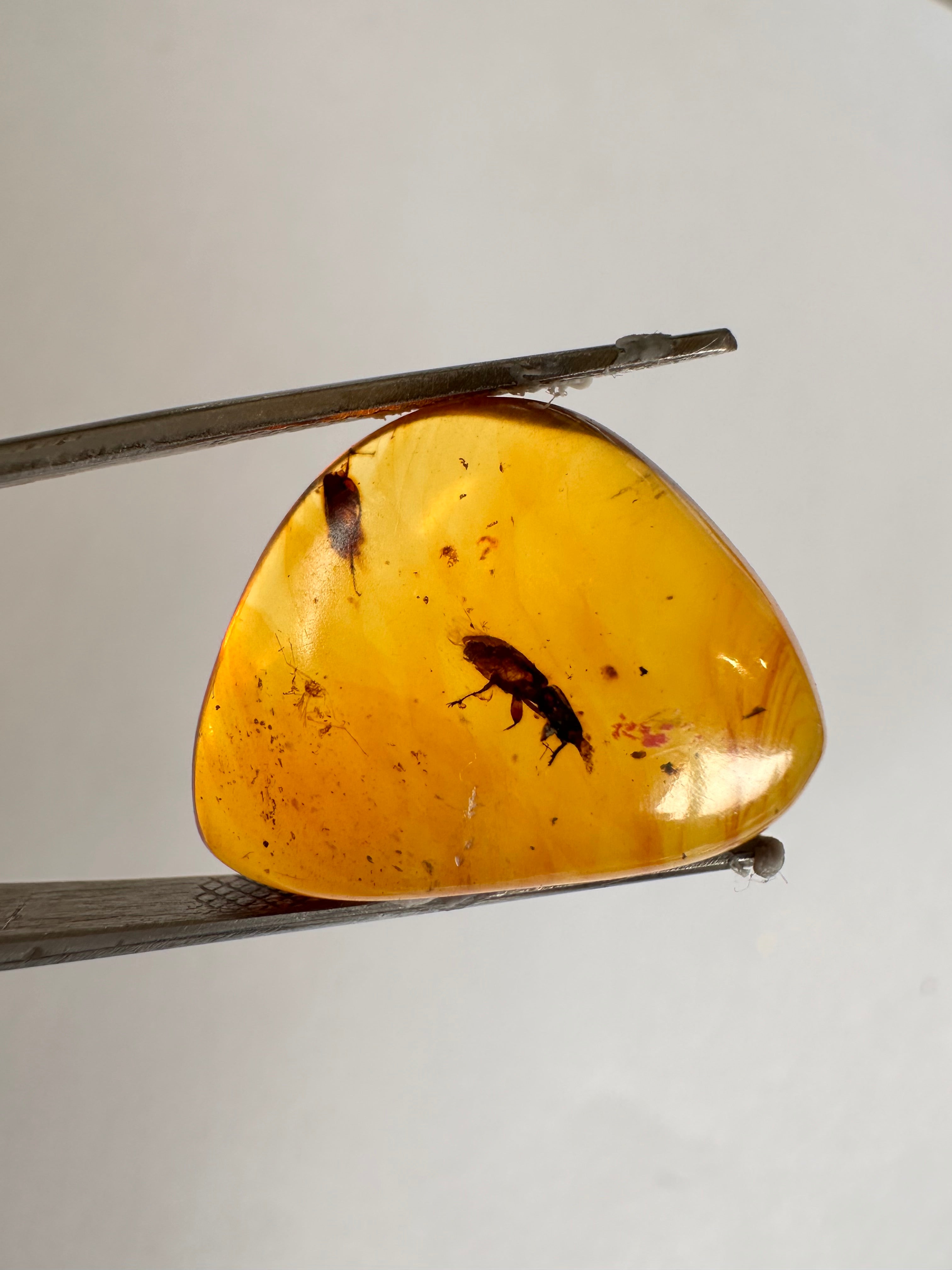 Burmese Amber with 2 beetles – Rare and Beautiful