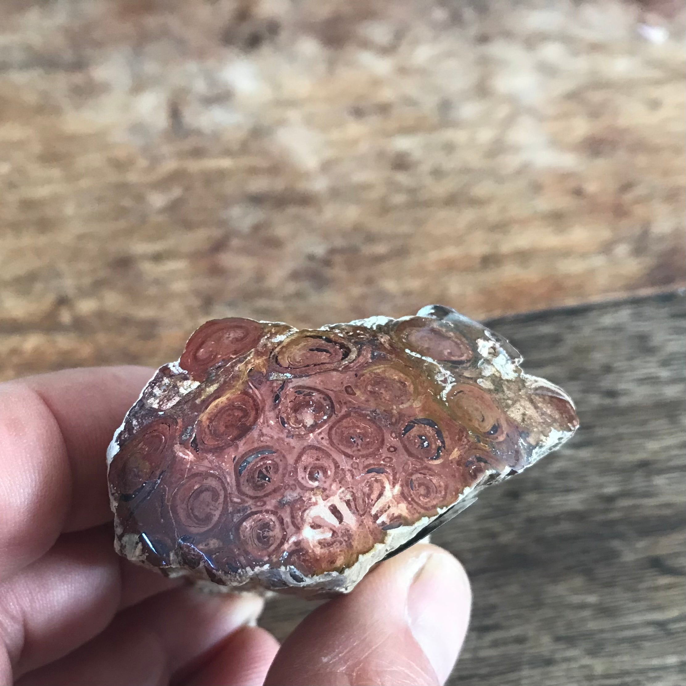 Fossil Fern Tasmania – Rare and Beautiful