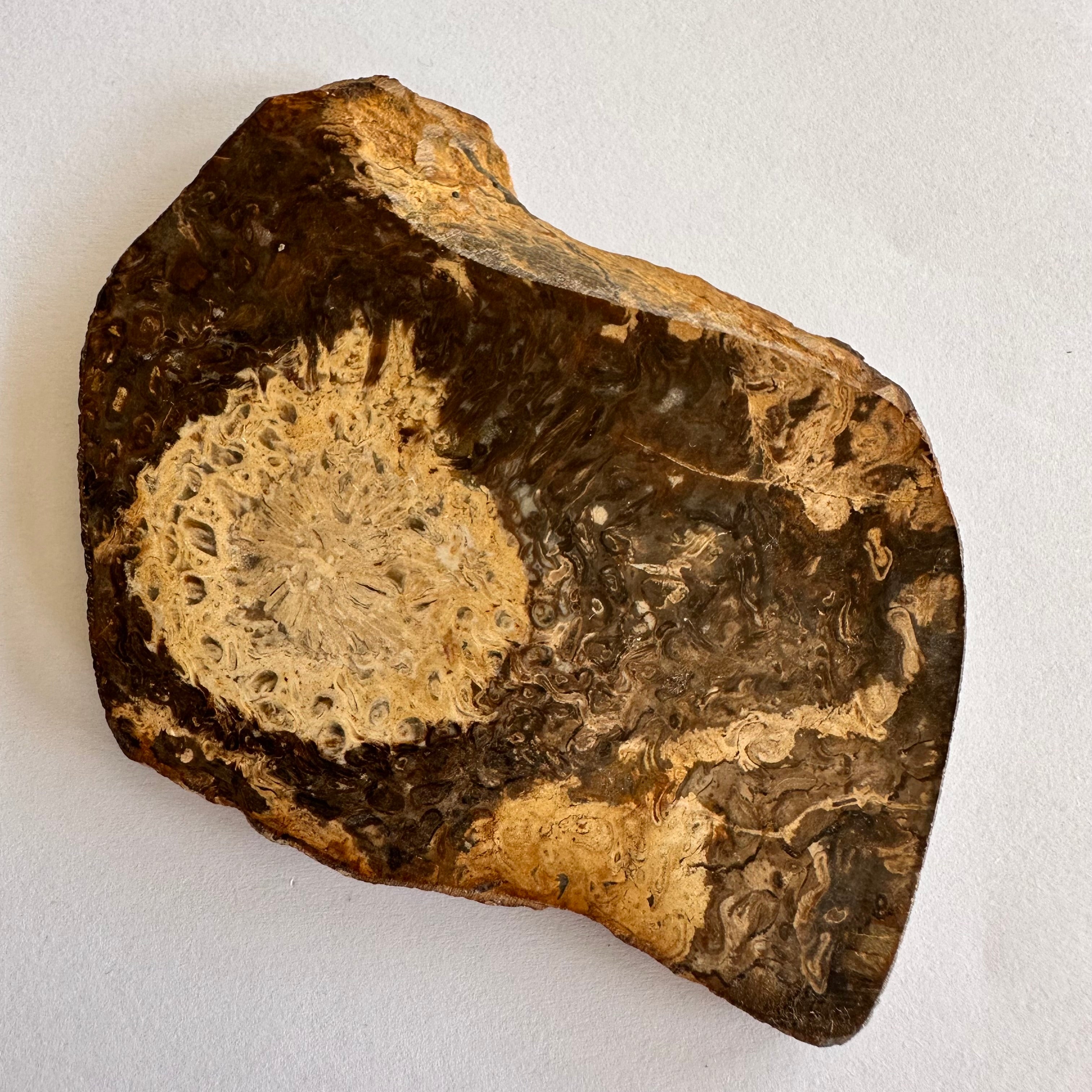 Jurassic tree fern – Rare and Beautiful