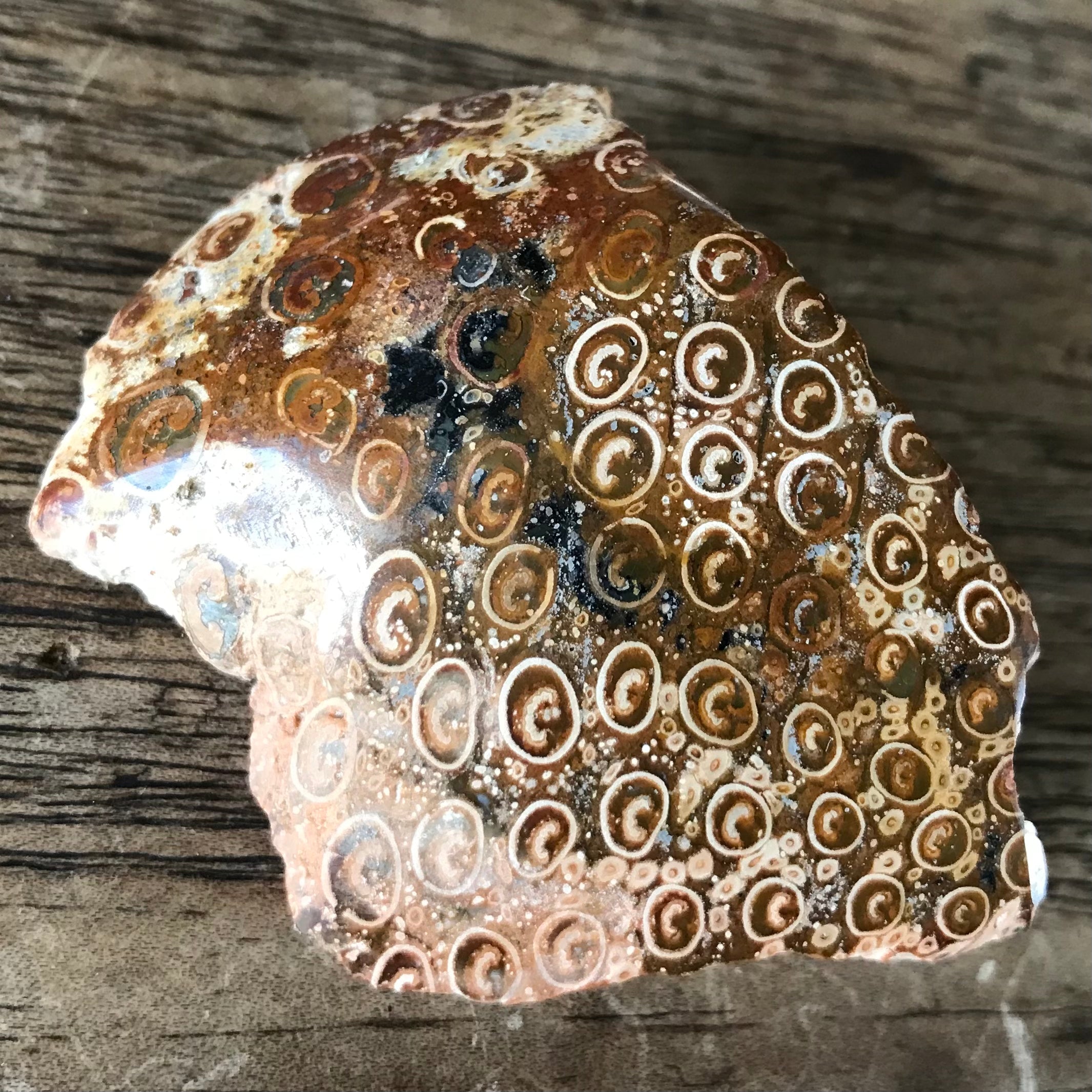 Fossil Fern Tasmania – Rare and Beautiful