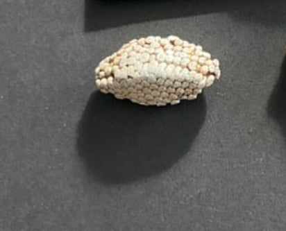 Fossil – Rare and Beautiful