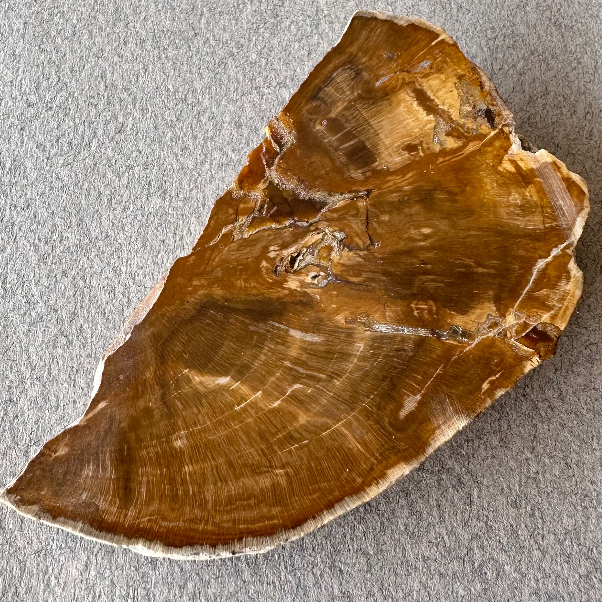 Fossil Wood – Rare and Beautiful