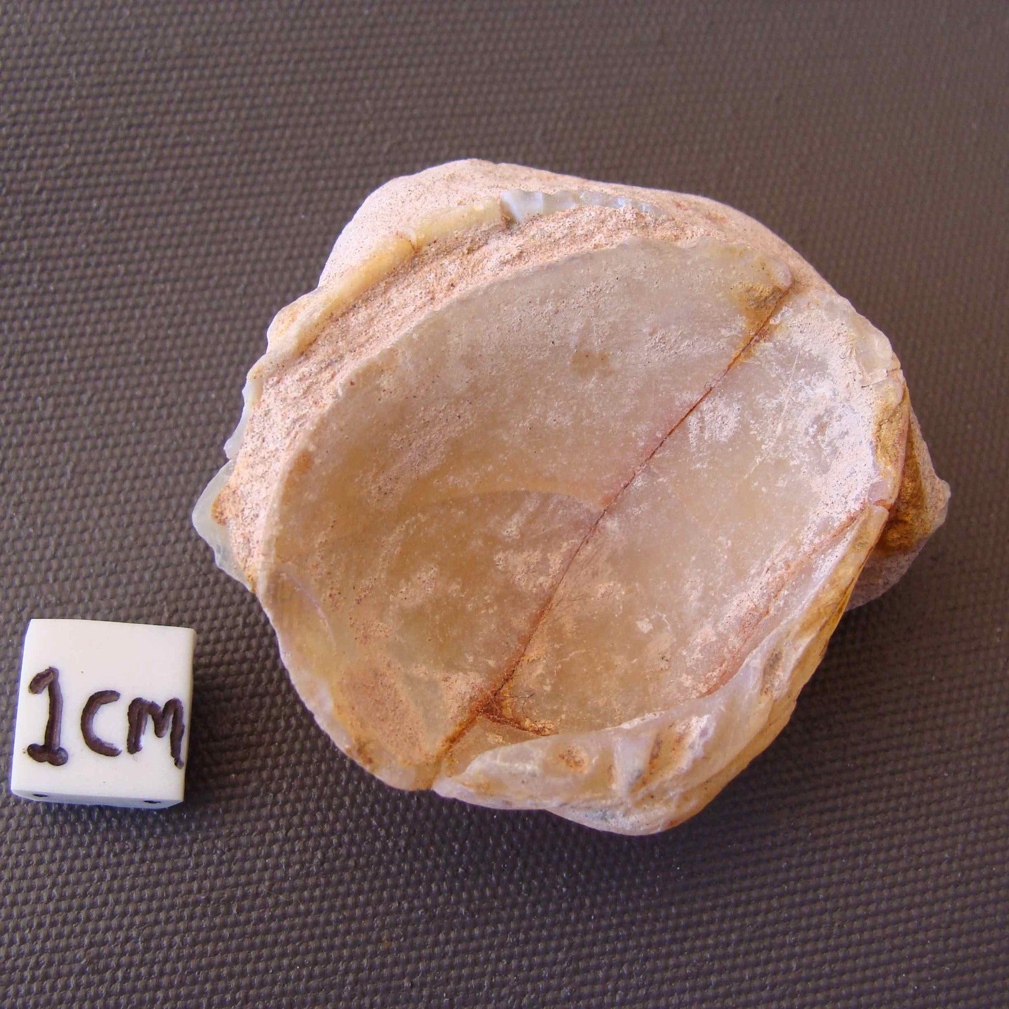 Opal Pippi Shell fossil coober pedy – Rare and Beautiful