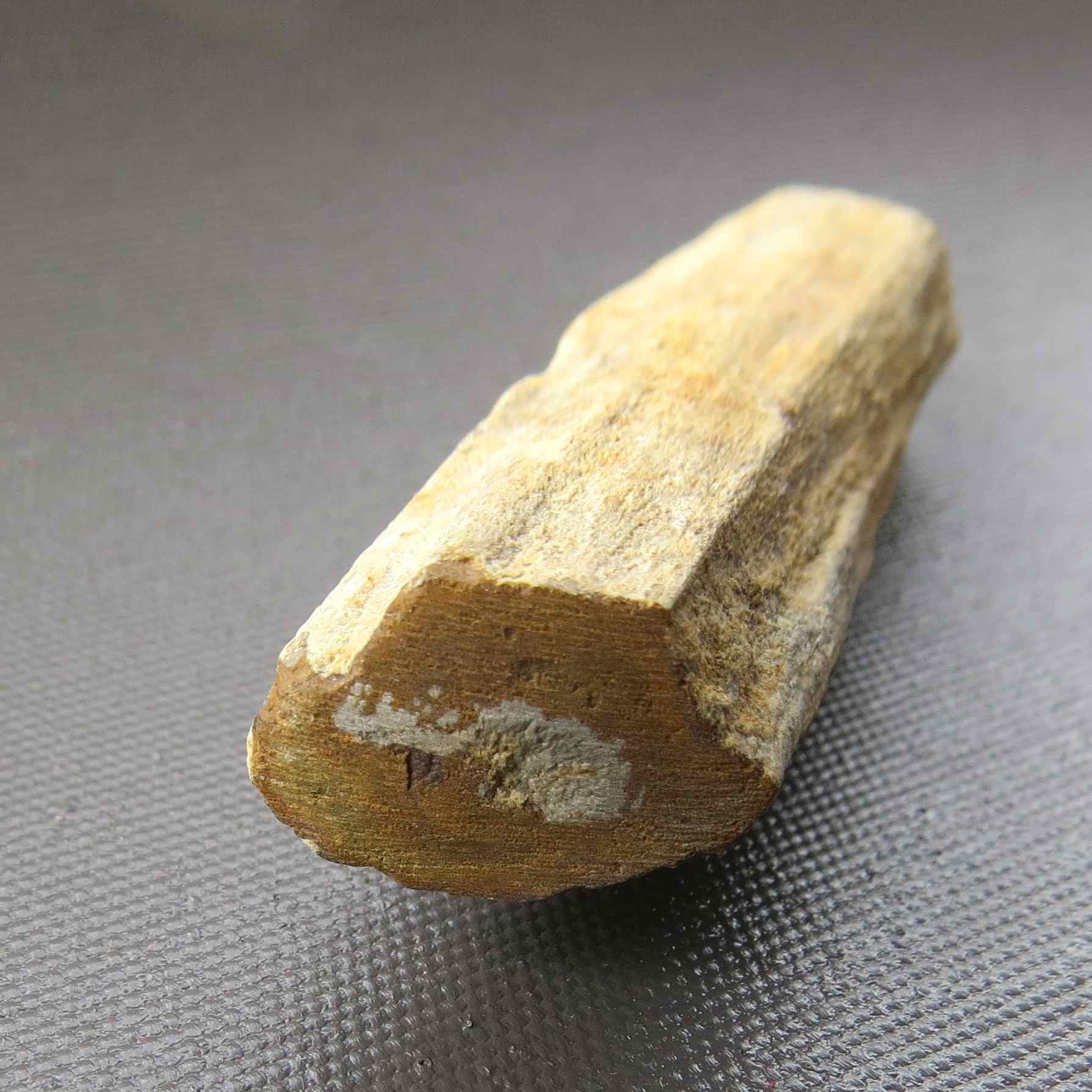 Fossil Wood Lune river – Rare and Beautiful