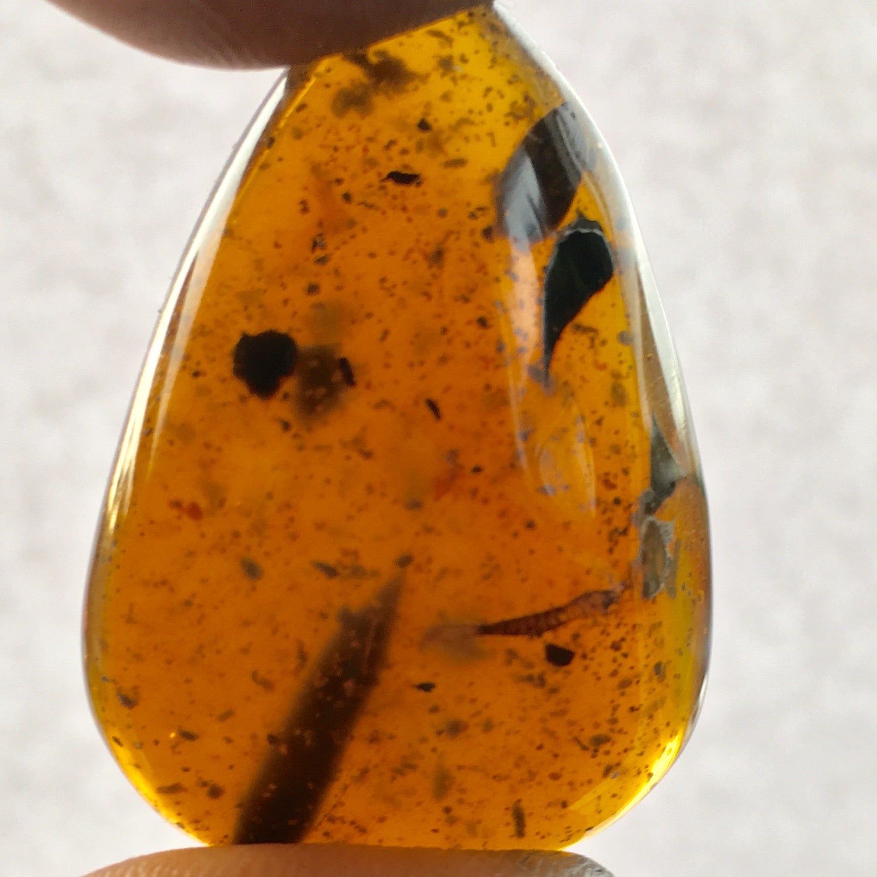 Burmese Amber with many bugs and vegetation – Rare and Beautiful
